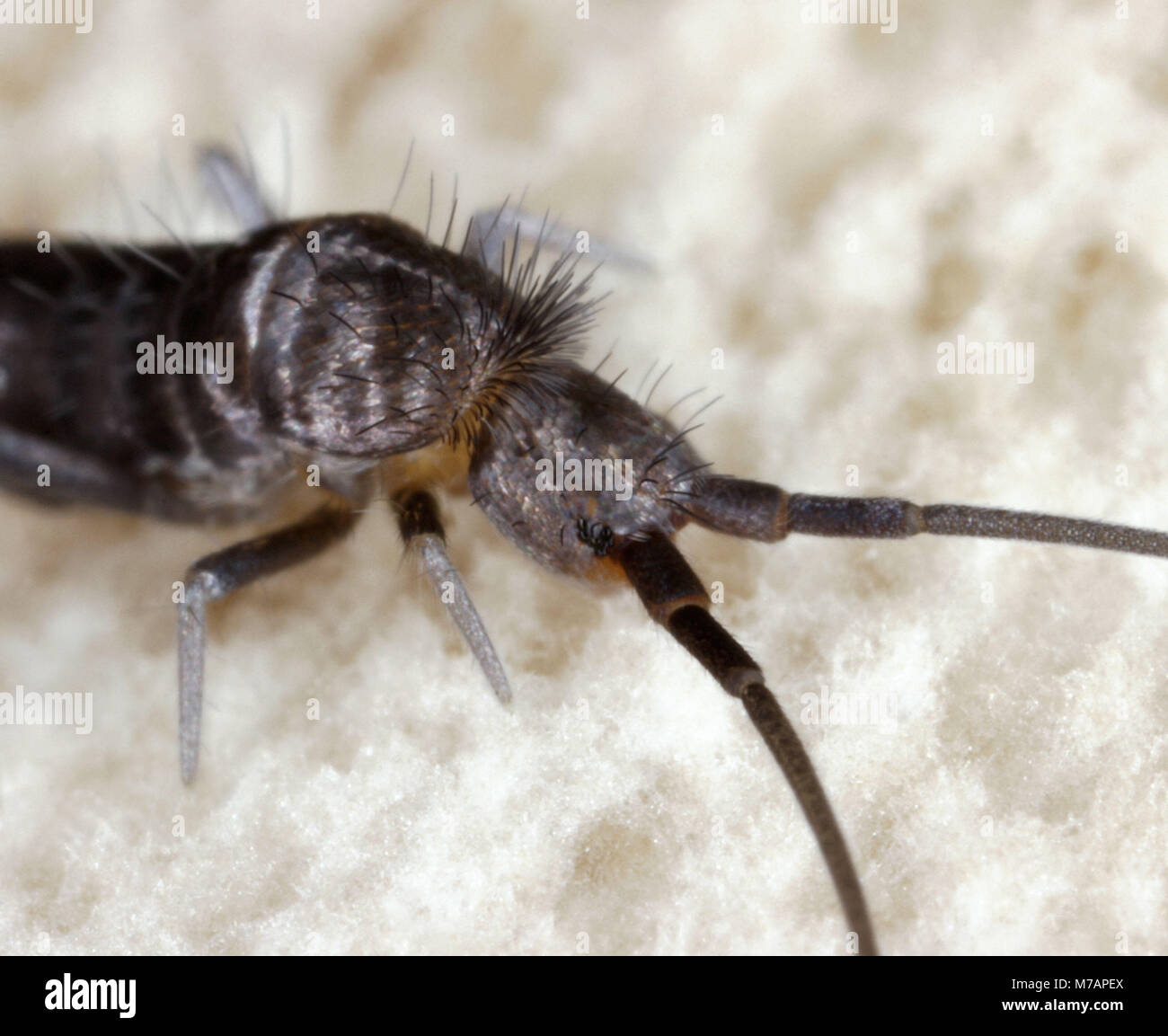 Pogonognathellus longicornis, portrait Stock Photo - Alamy