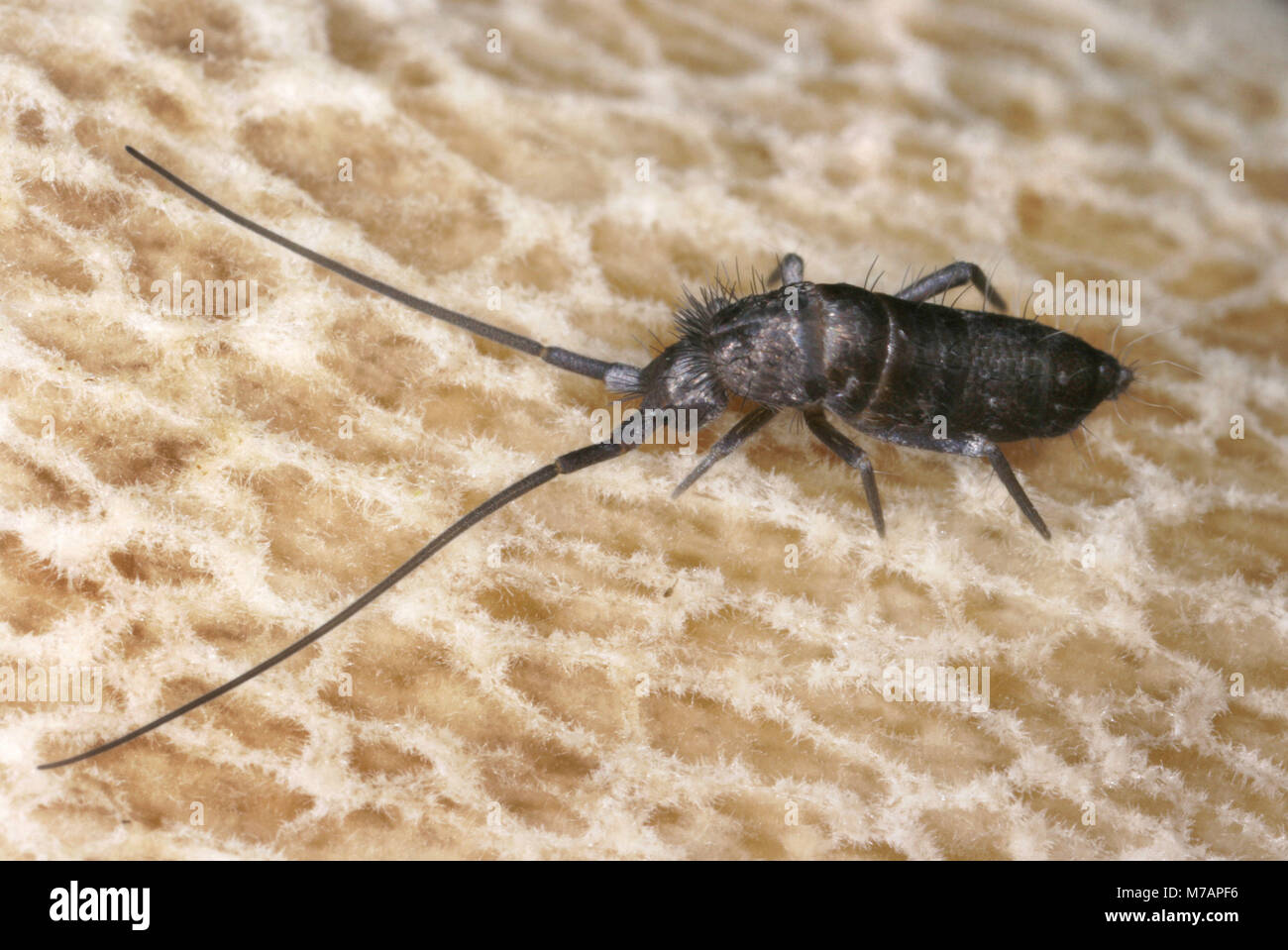 Tomocerus longicornis hi-res stock photography and images - Alamy