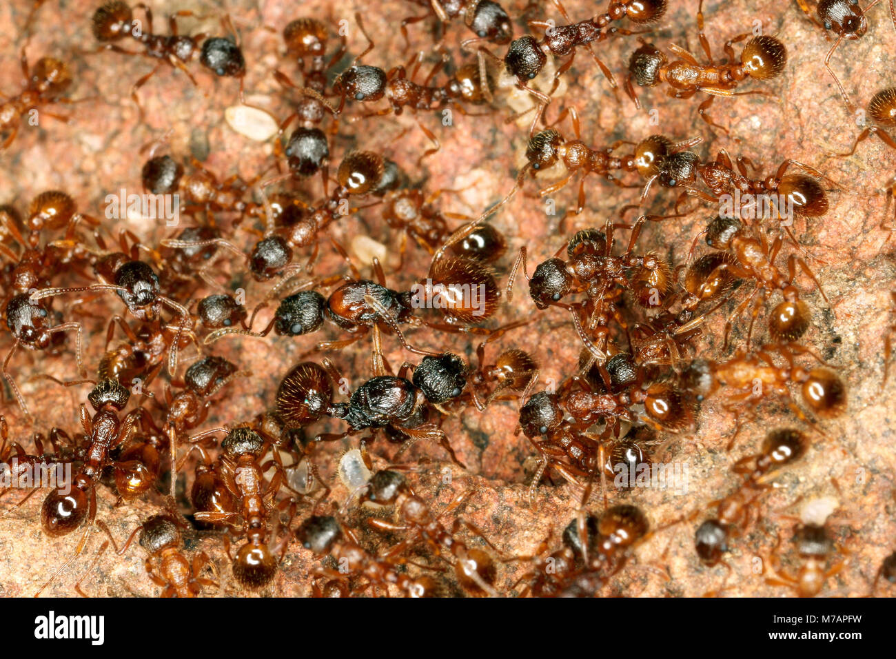 European fire ants hi-res stock photography and images - Alamy