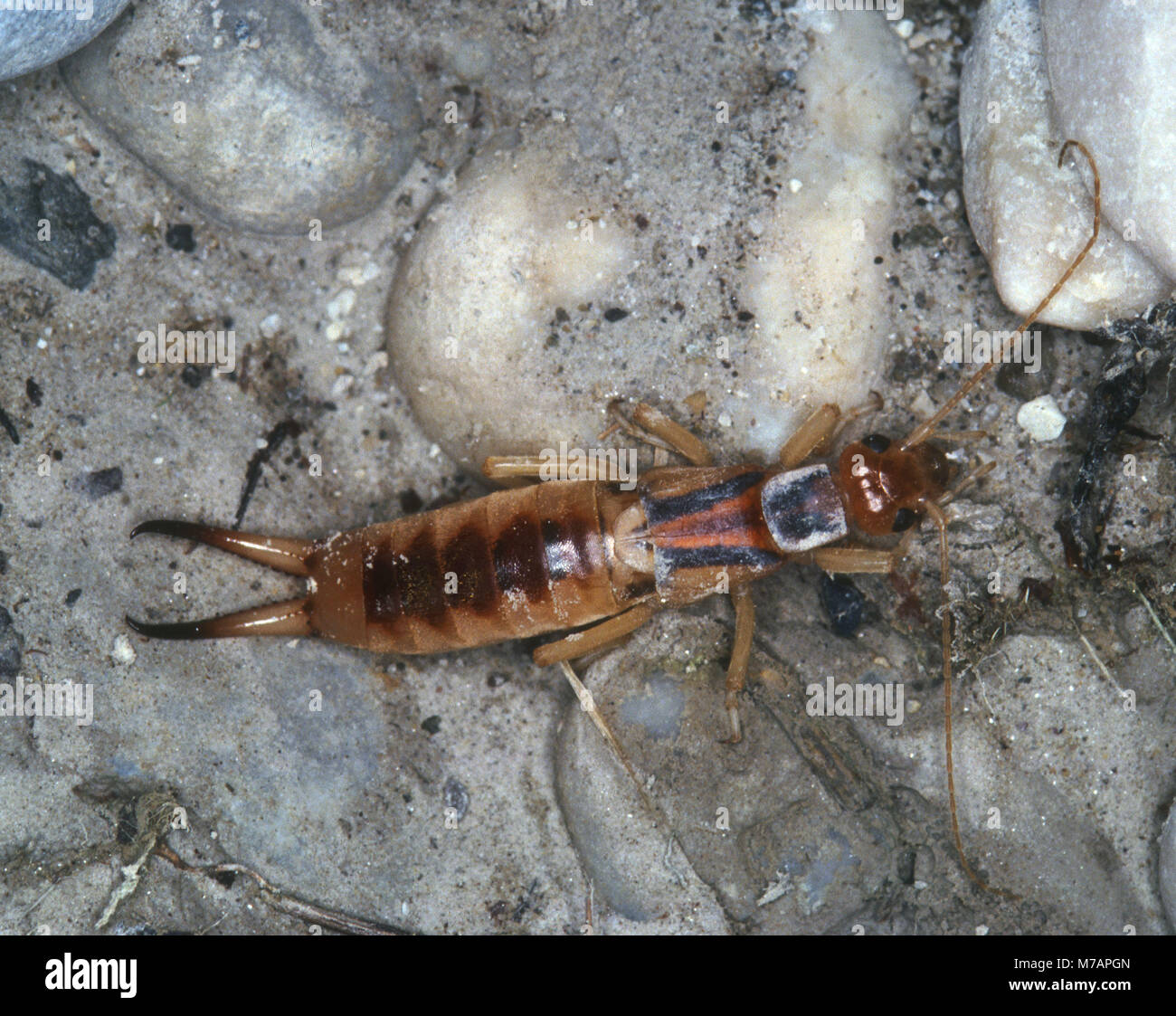 Labidura riparia hi-res stock photography and images - Alamy