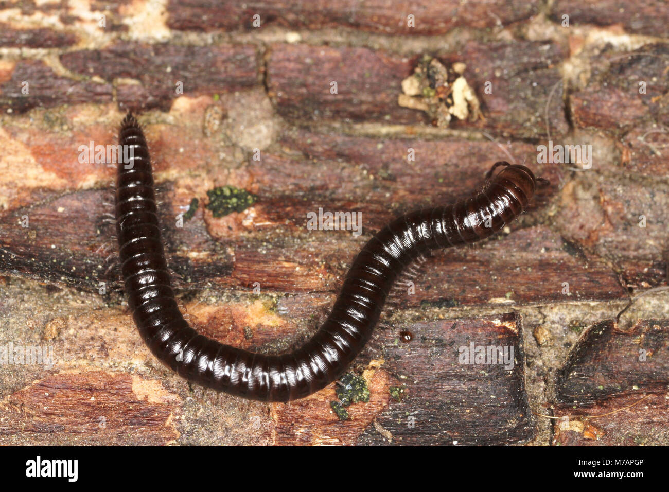 Julus hi-res stock photography and images - Alamy