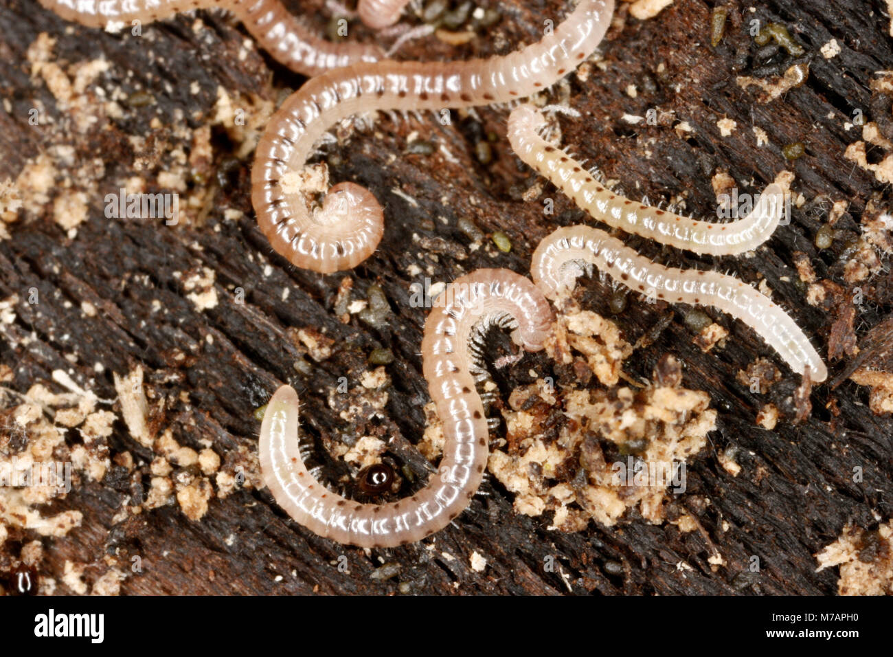 Choneiulus palmatus hi-res stock photography and images - Alamy