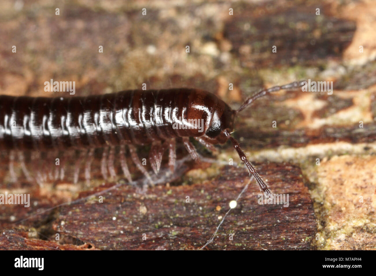 Julus hi-res stock photography and images - Alamy