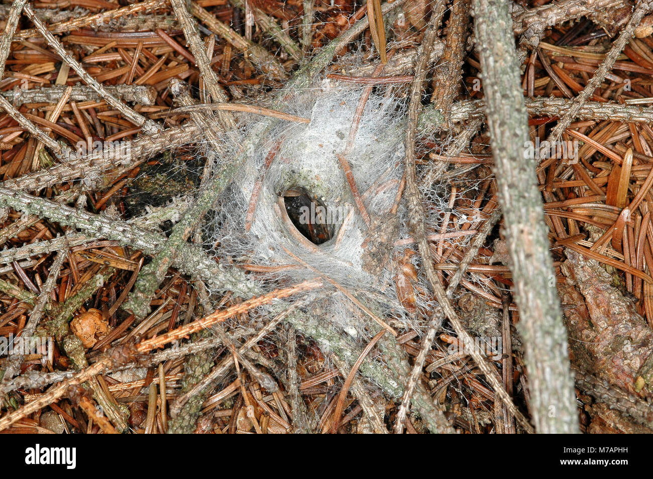 Coelotes terrestris, nest Stock Photo - Alamy
