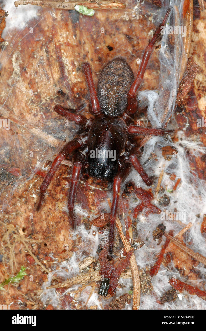 Coelotes hi-res stock photography and images - Alamy