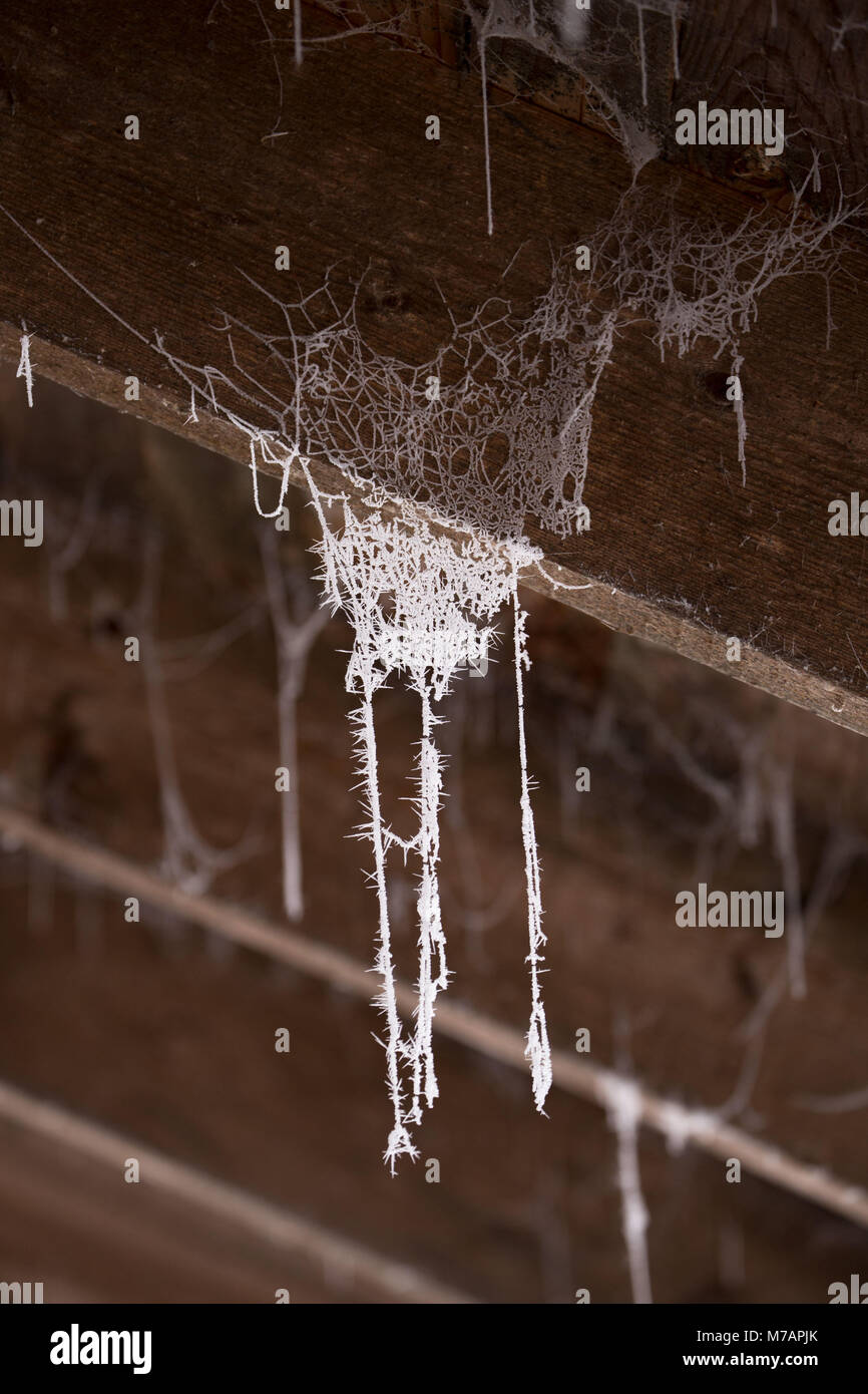 Frozen Spider Web hangs from the roof board Stock Photo - Alamy