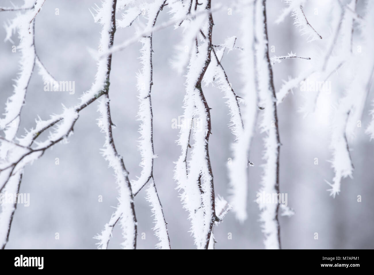 Frozen birch twigs covered with white hoarfrost, blurred background ...