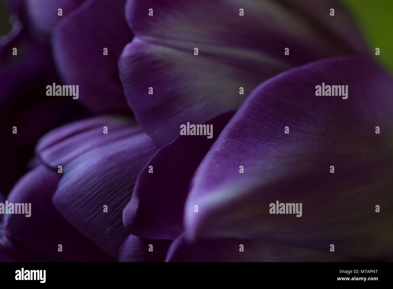 Ultraviolet flower hi-res stock photography and images - Alamy