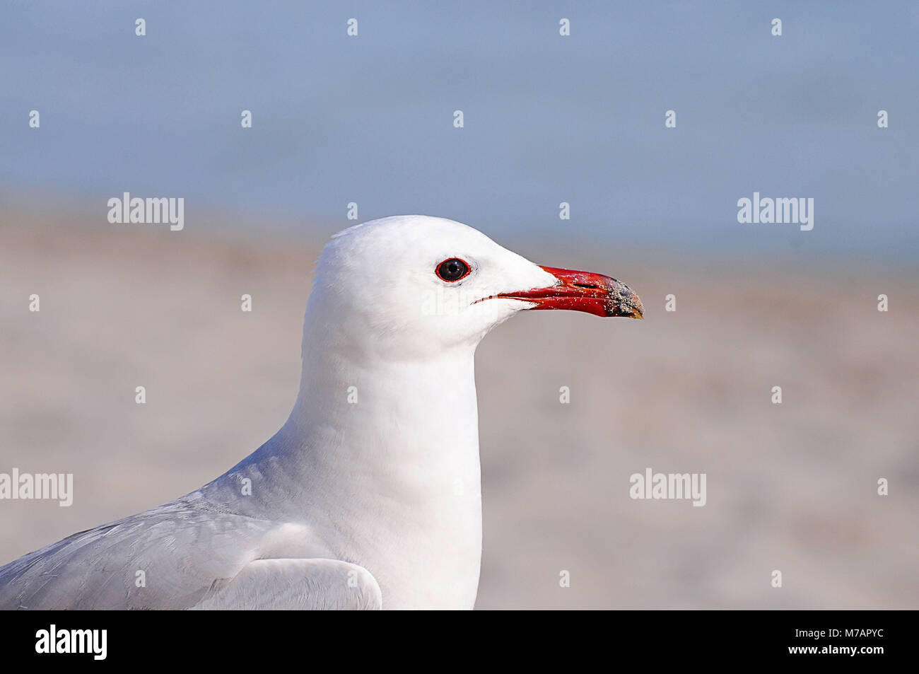 Seagull, Ibiza, Spain Stock Photo - Alamy