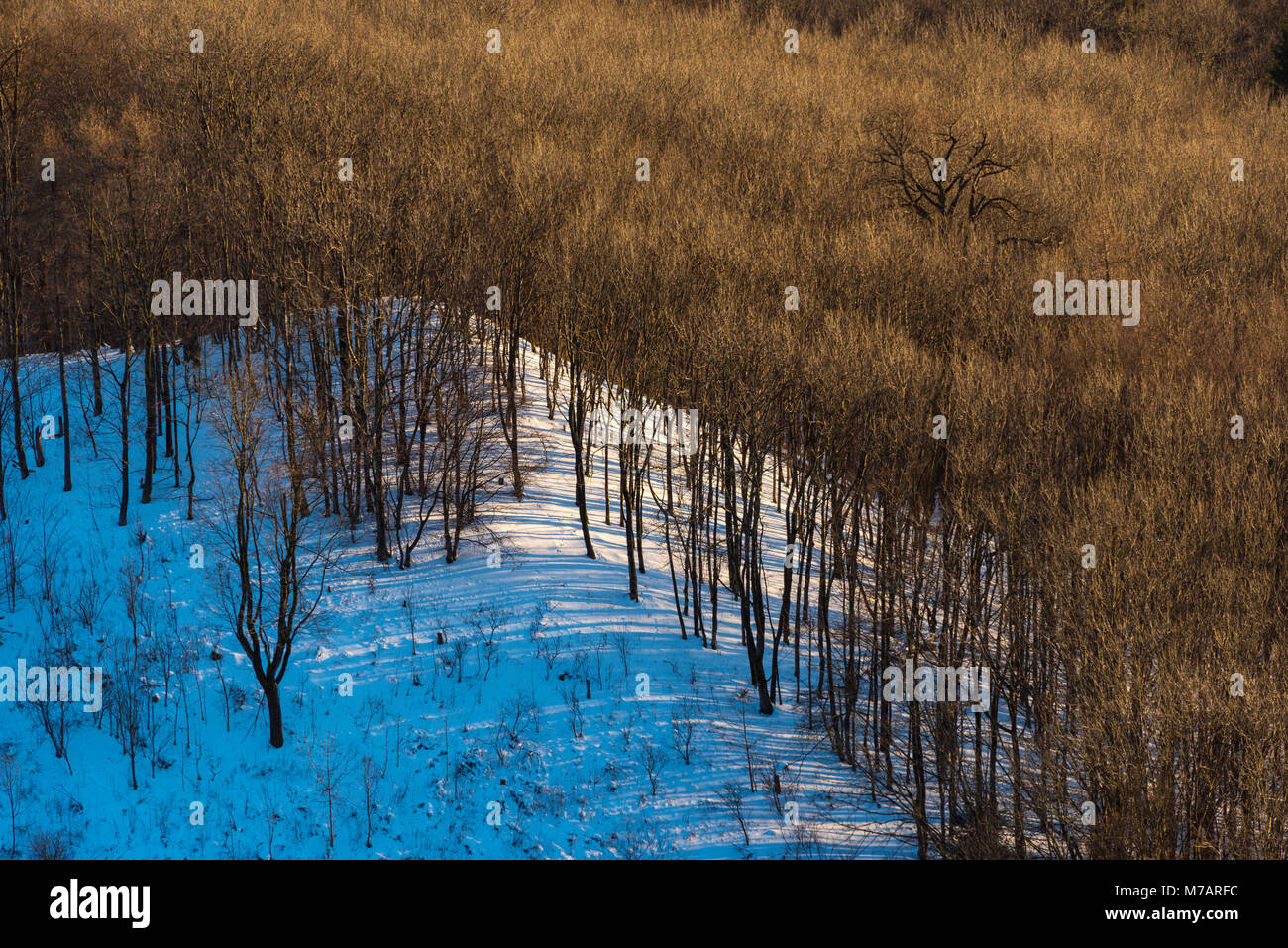 Winter landscape, Milseburg, Danzwiesen, Rhoen Mountain, Hesse, Germany ...