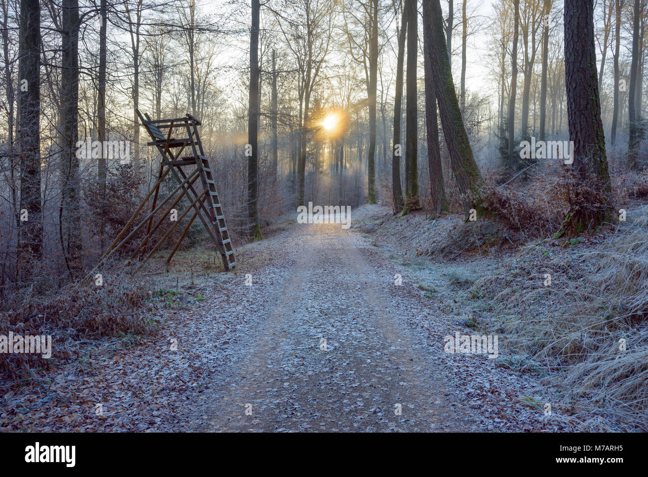 Forest path and hunting blind in winter with sun hi-res stock ...