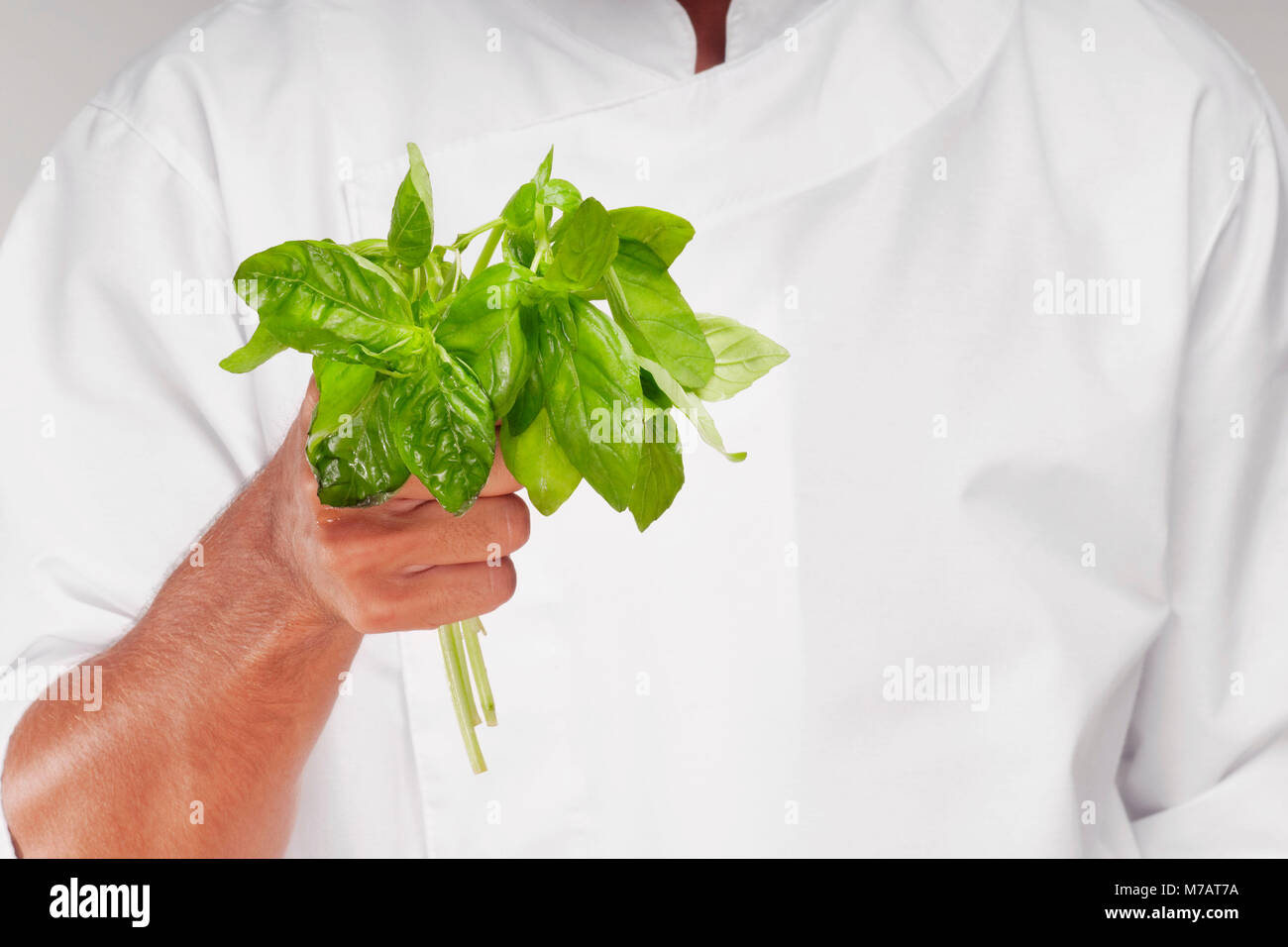 Man holding basil leaves Stock Photo - Alamy
