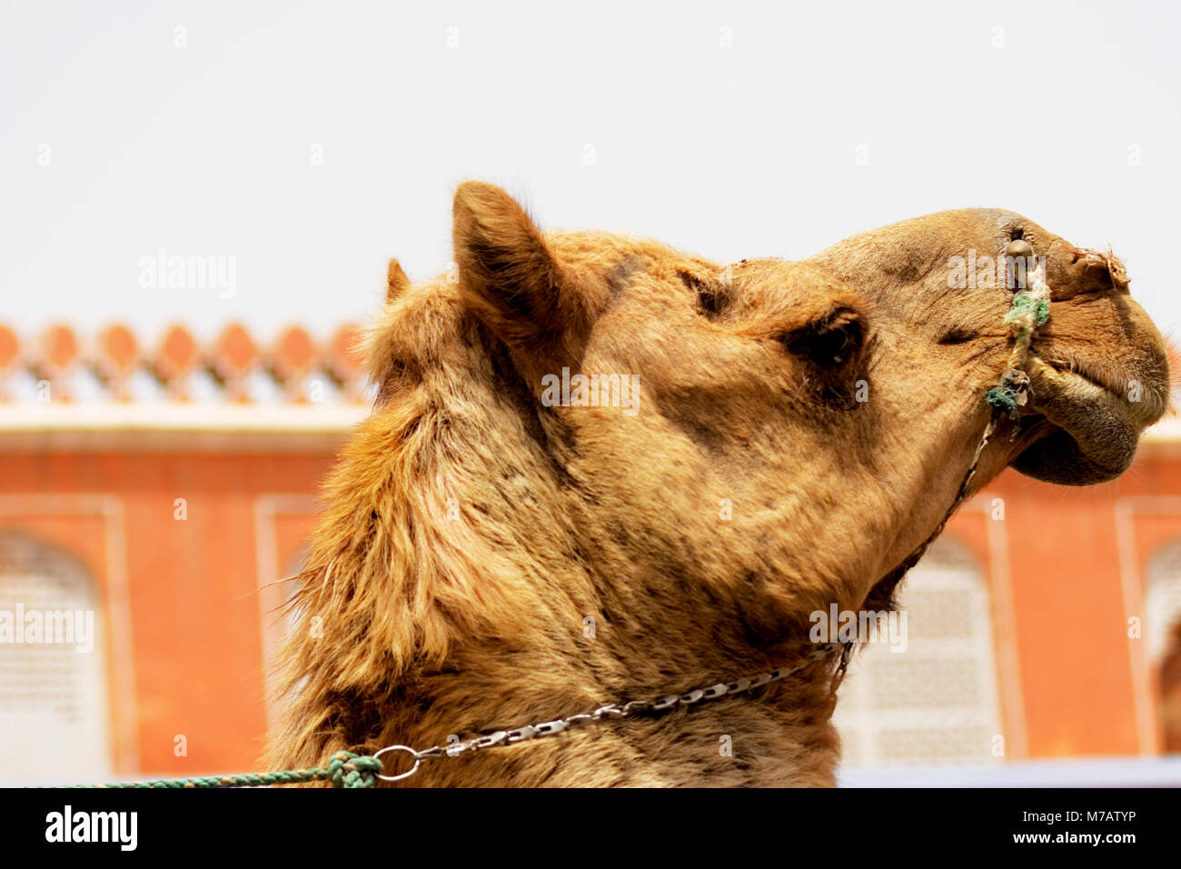 Camel jaipur hi-res stock photography and images - Alamy