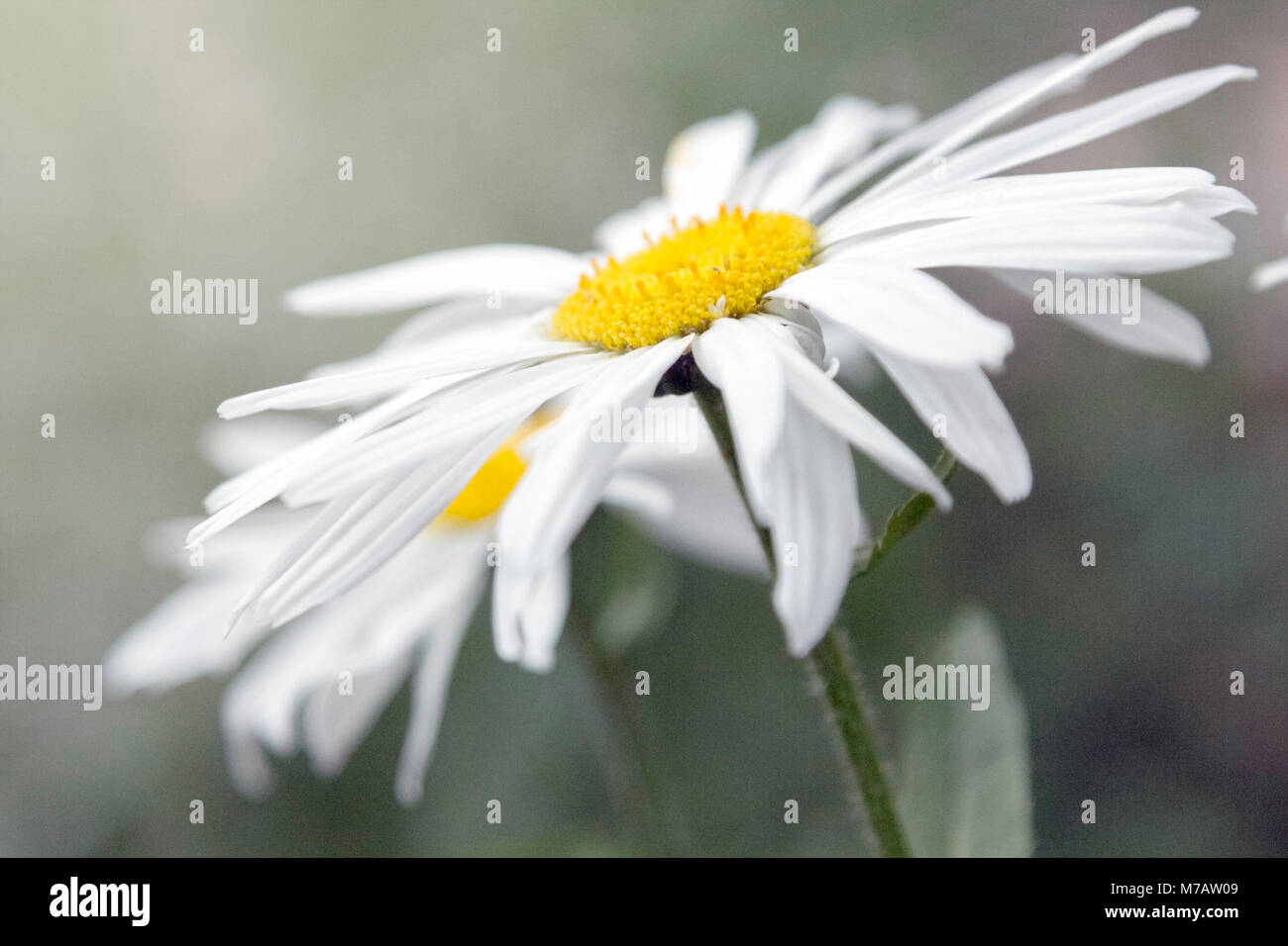 Common daisies, also known as lawn daisy or English daisy. Proper name ...