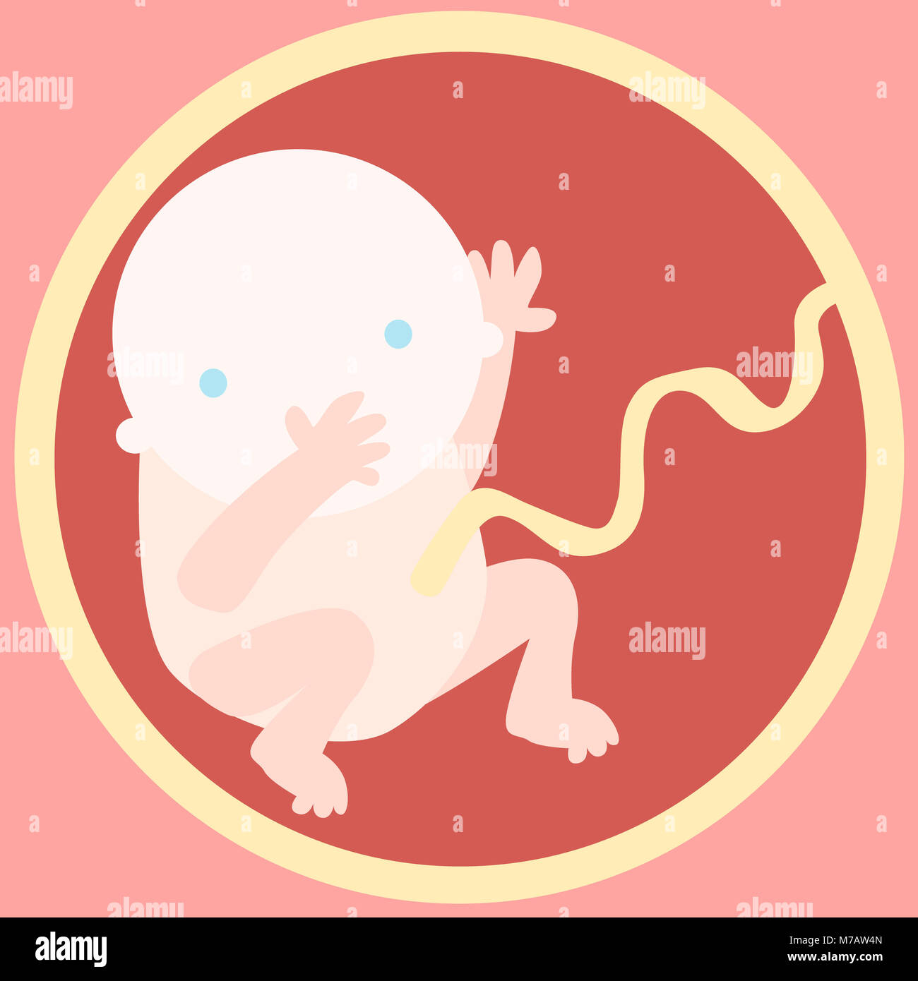 Human fetus hi-res stock photography and images - Alamy