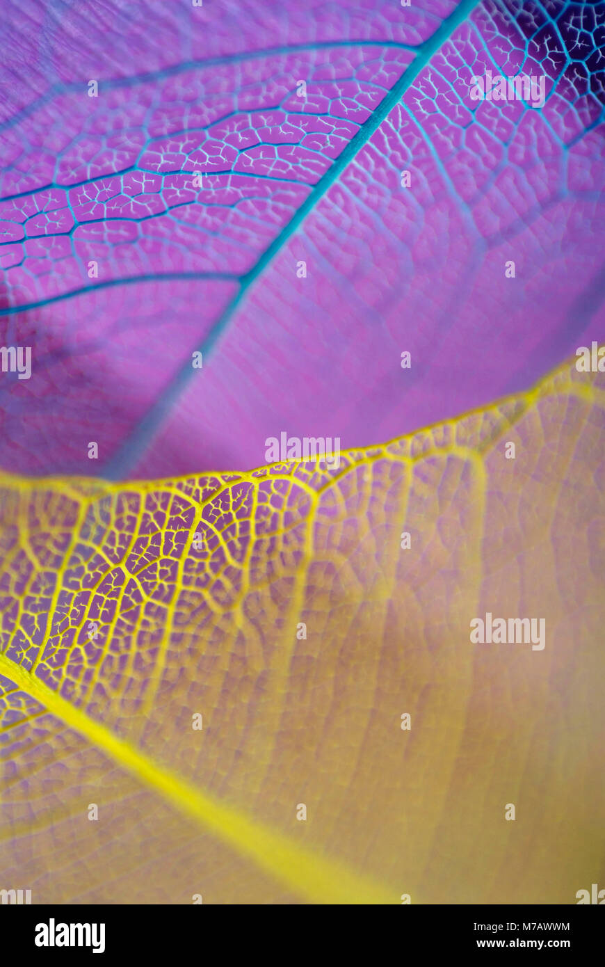 Close-up of two leaves Stock Photo - Alamy