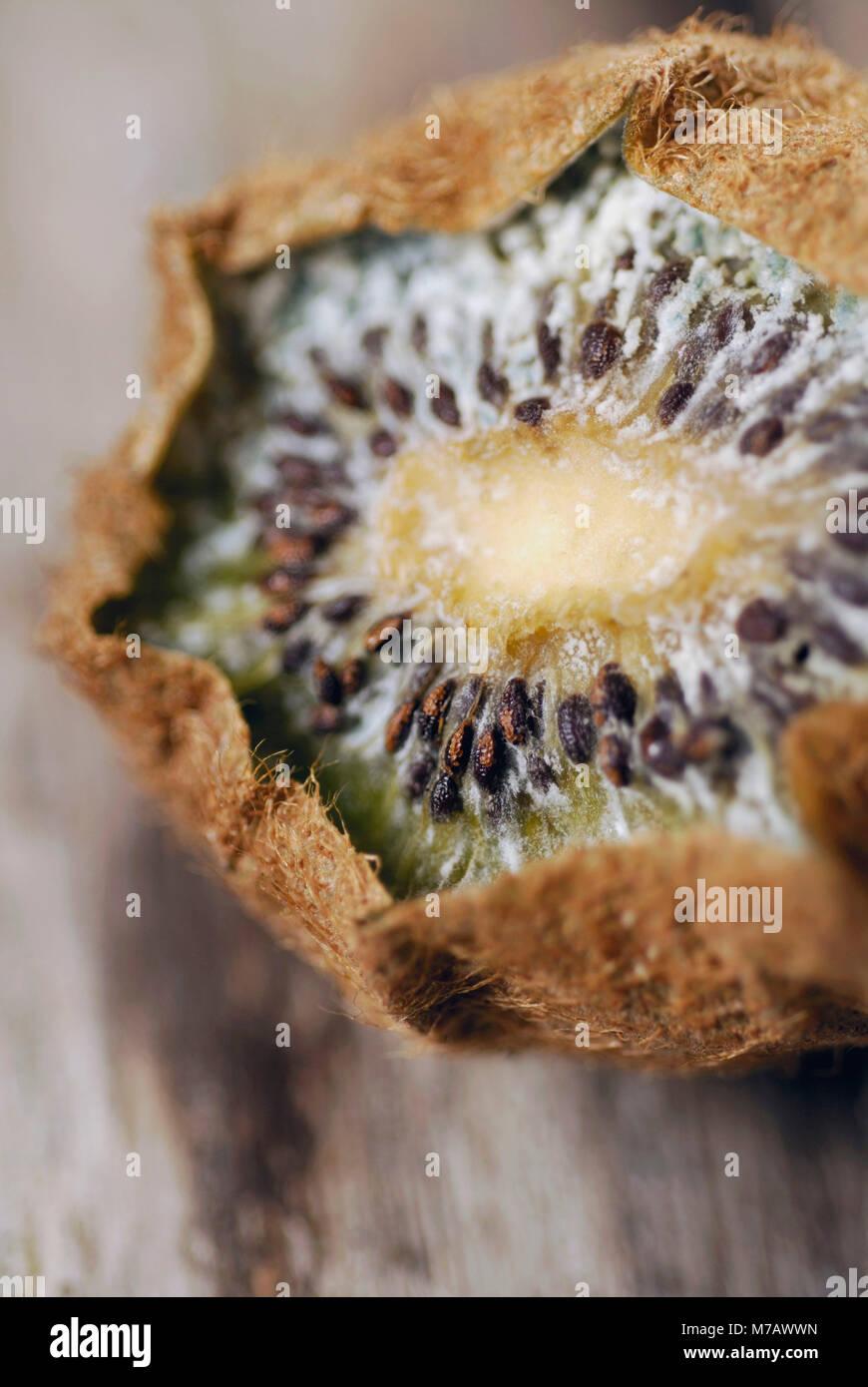 Close-up of a seed pod Stock Photo - Alamy