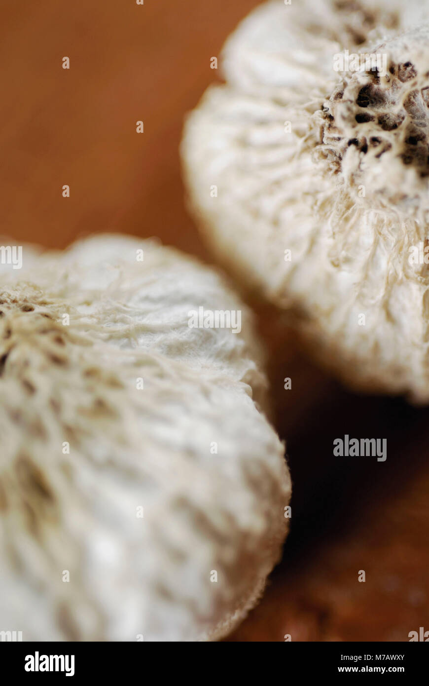 Close-up of two seed pods Stock Photo - Alamy