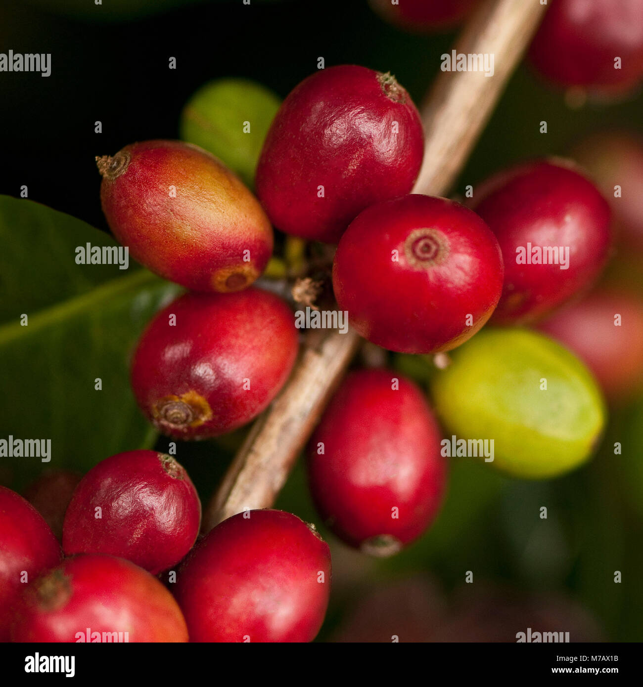 Colombian coffee beans on a plant Stock Photo - Alamy