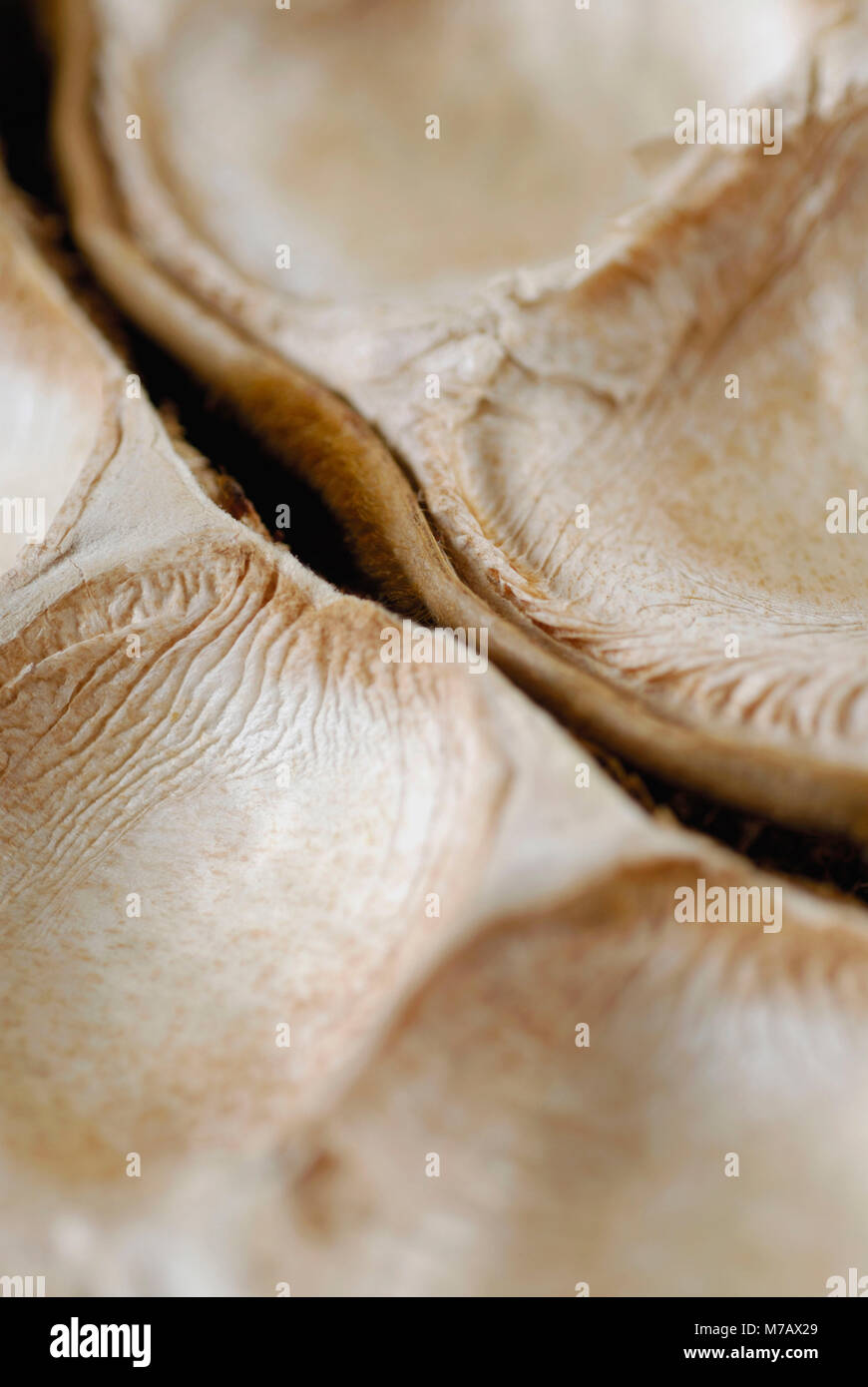 Two seed hi-res stock photography and images - Alamy