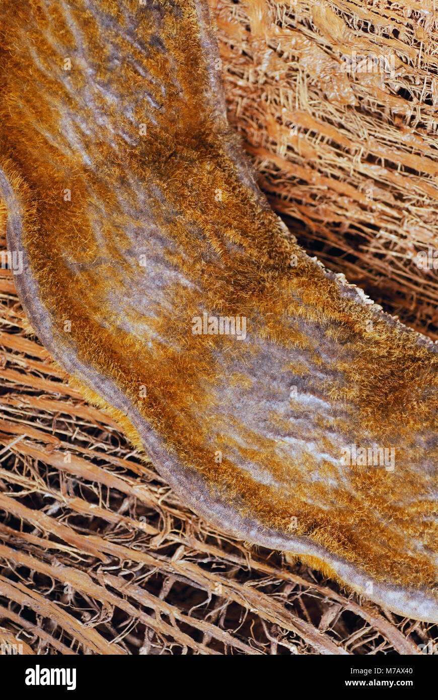 Close-up of a seed pod Stock Photo - Alamy