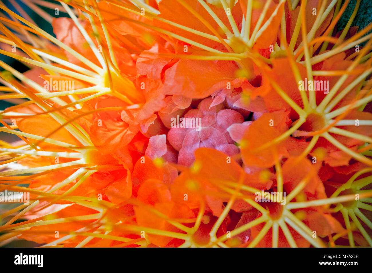 Miami backgrounds hi-res stock photography and images - Alamy