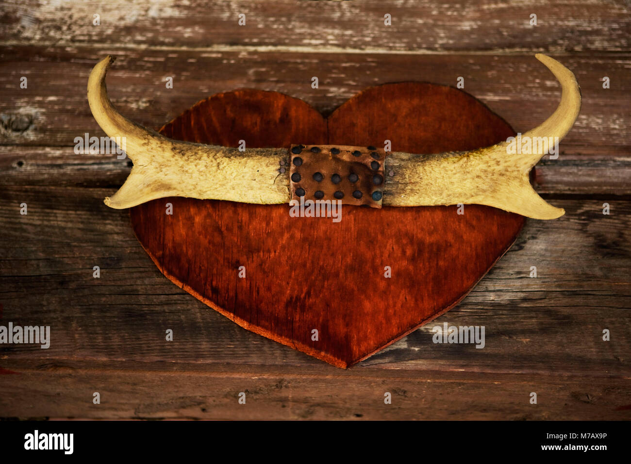 Close-up of a hunting trophy mounted on a wall, Old Trail Town, Cody ...