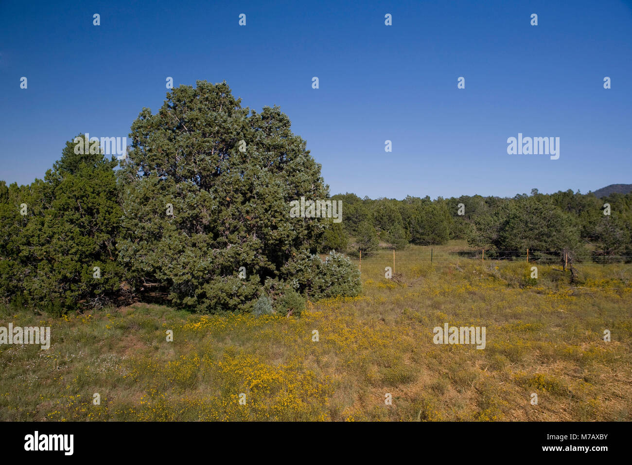 Arizona trees plant plants hi-res stock photography and images - Alamy