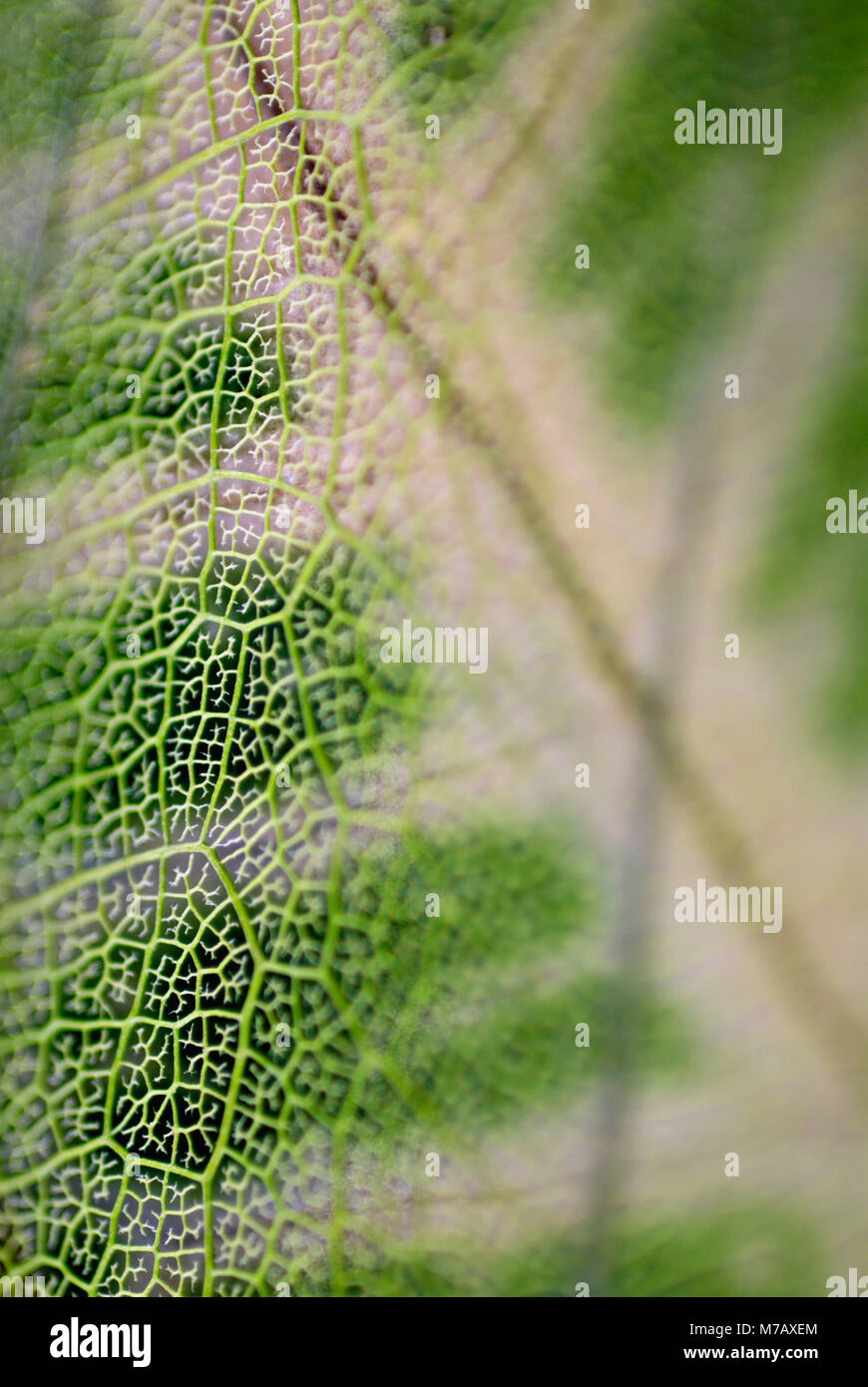 Close-up of a leaf Stock Photo - Alamy