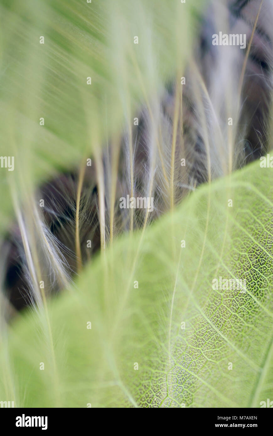 Close-up of leaves Stock Photo - Alamy