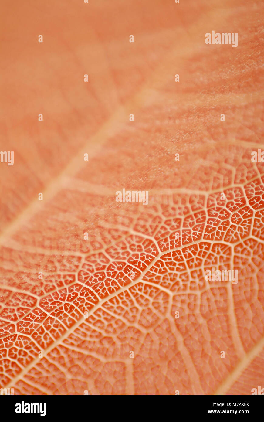 Close-up of a leaf Stock Photo - Alamy