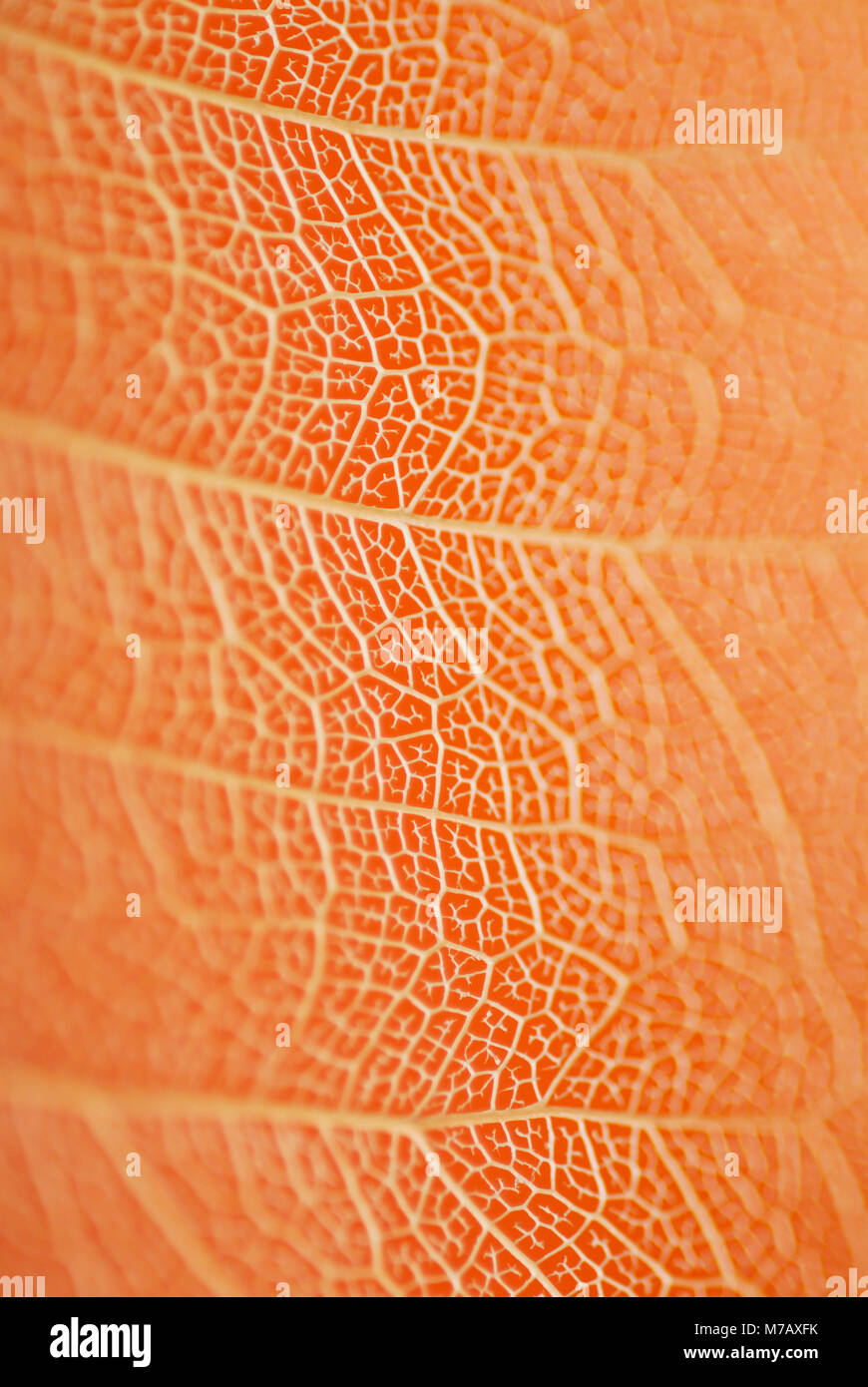Close-up of a leaf Stock Photo - Alamy