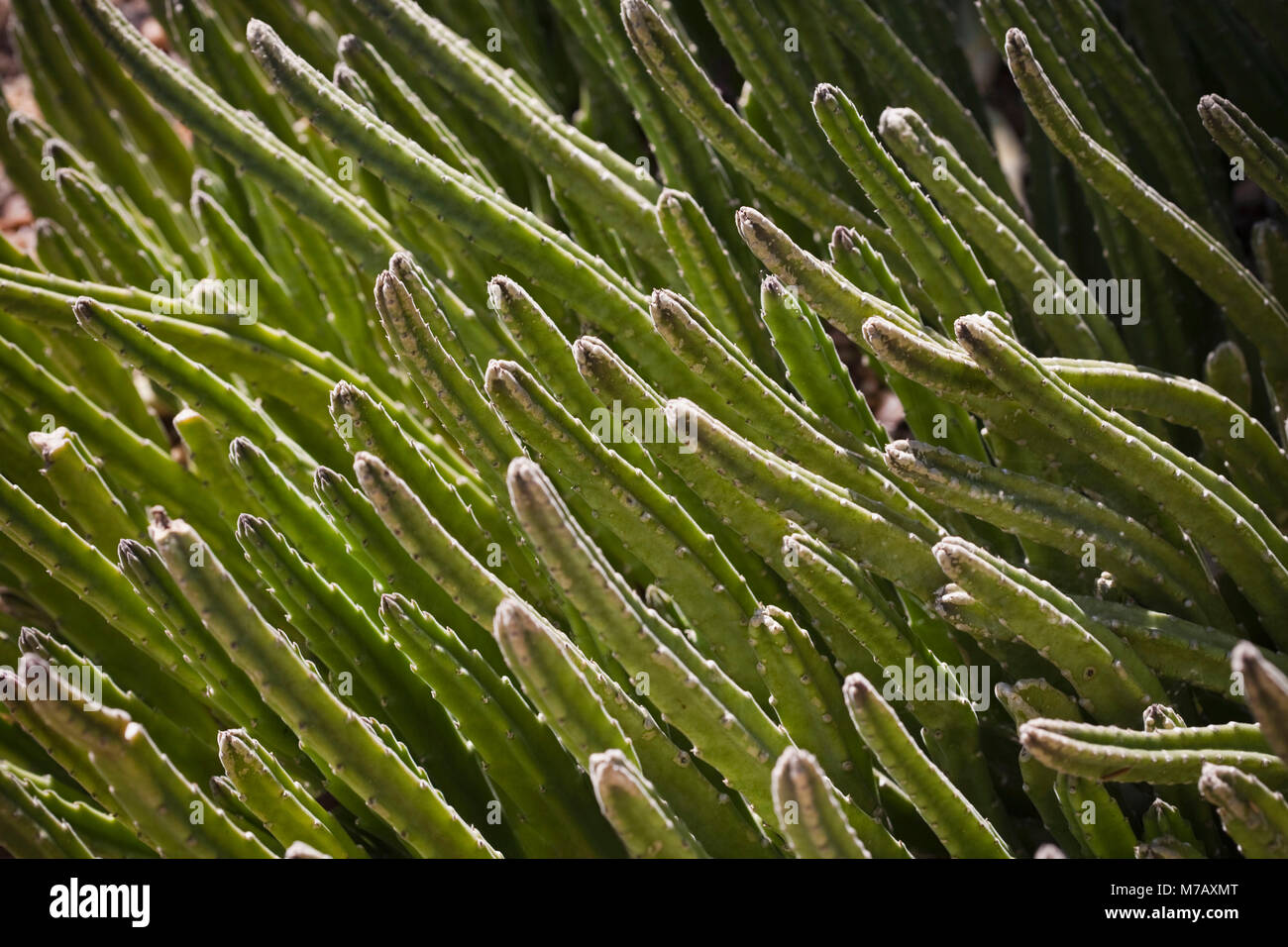 Close-up of cactus plants, Miami, Florida, USA Stock Photo - Alamy