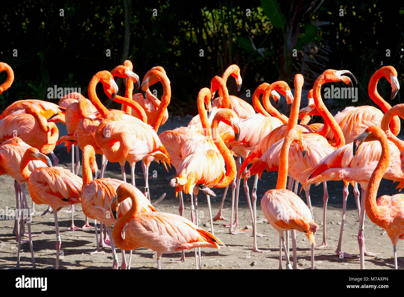 Flamingos on beach hi-res stock photography and images - Alamy