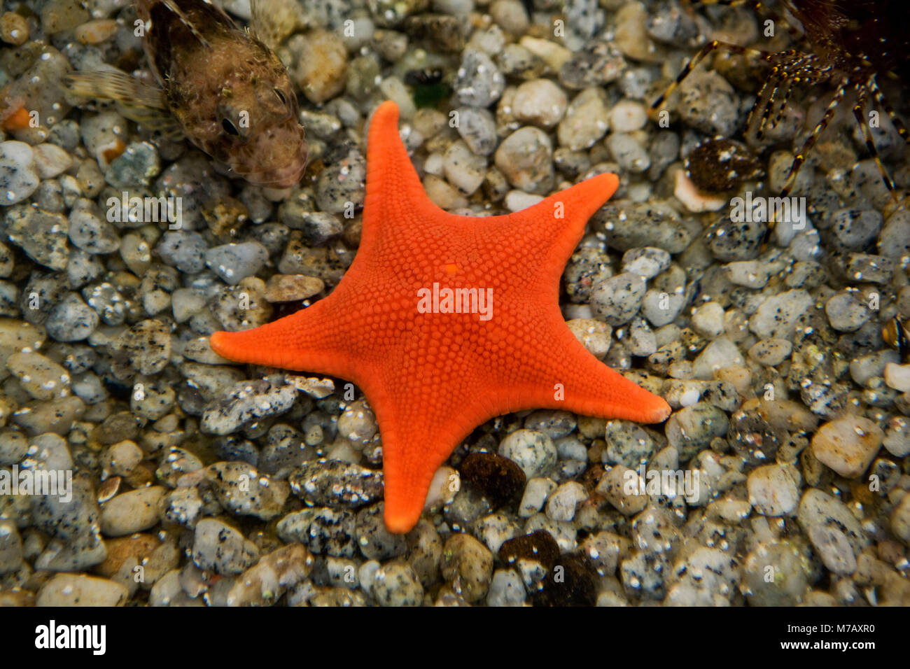 Three starfish underwater hi-res stock photography and images - Alamy