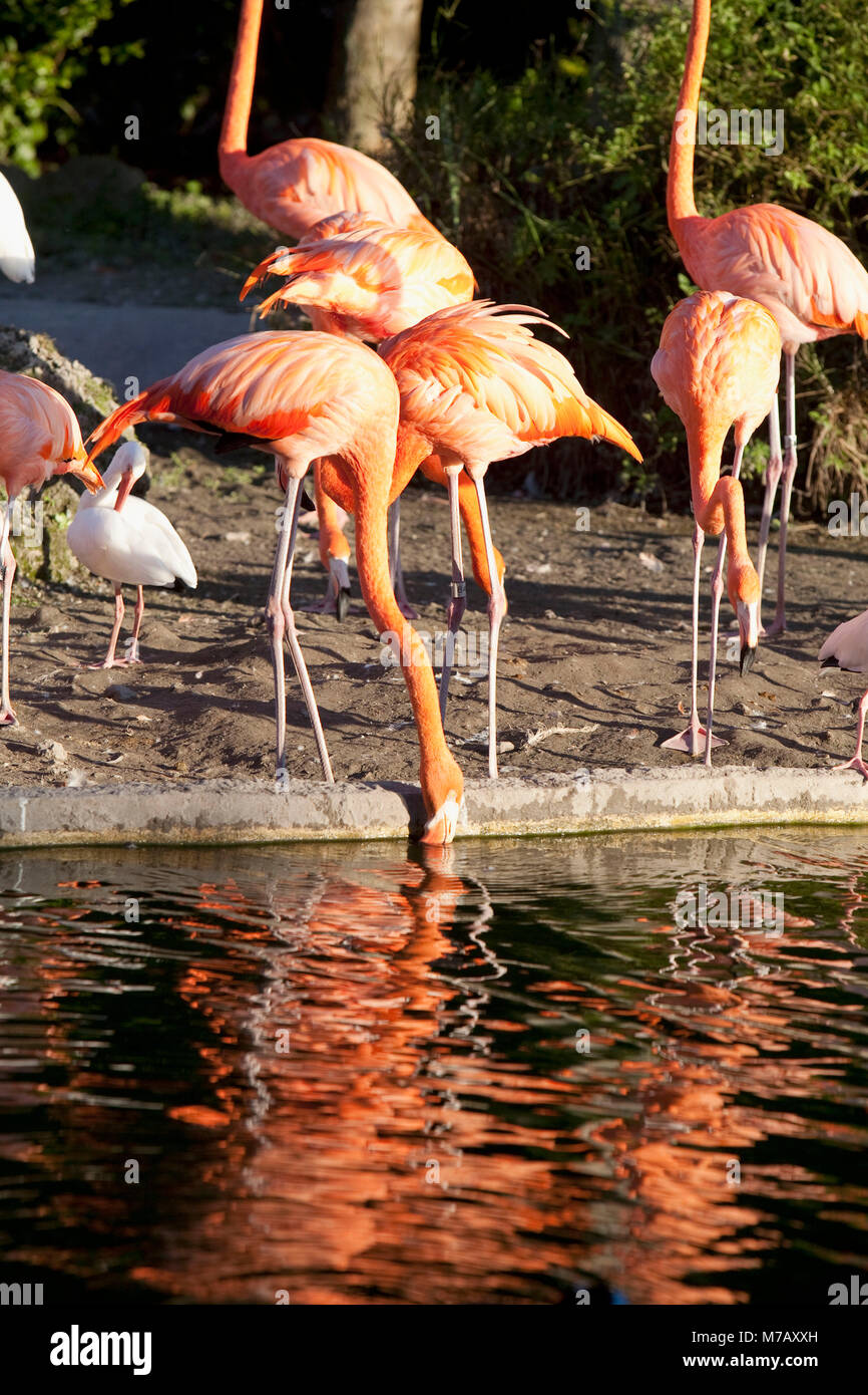 Flamingos Florida High Resolution Stock Photography and Images - Alamy