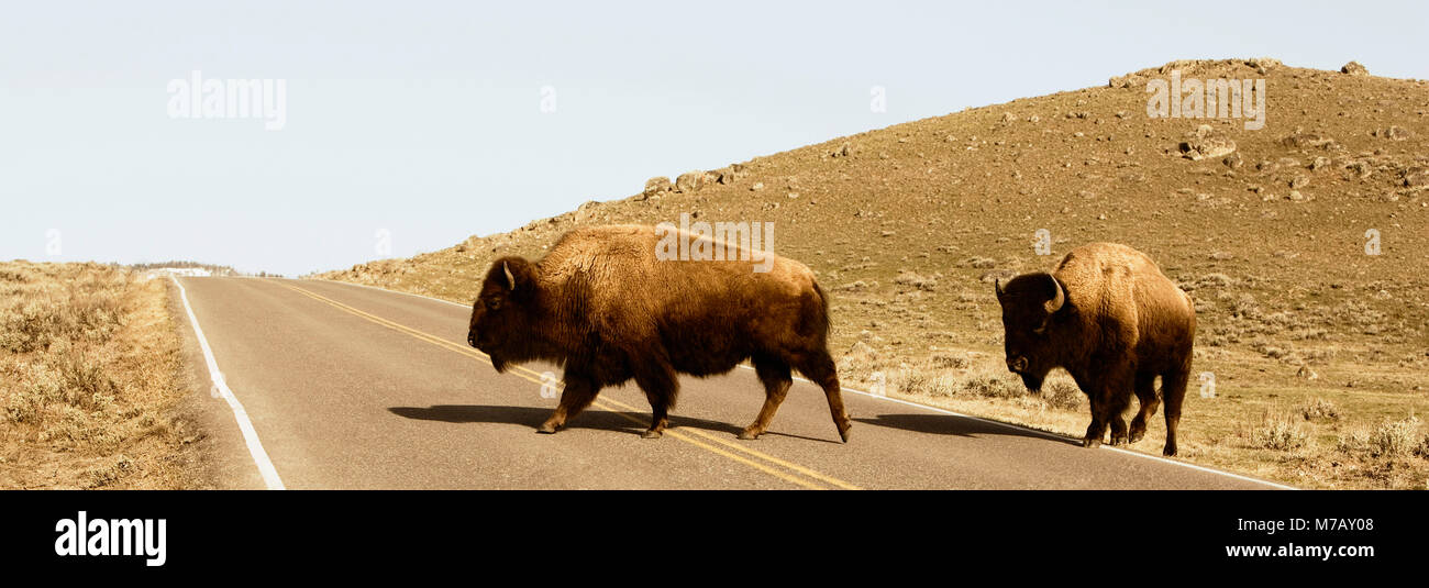 Two American bisons (Bison bison) crossing a road, Yellowstone National ...