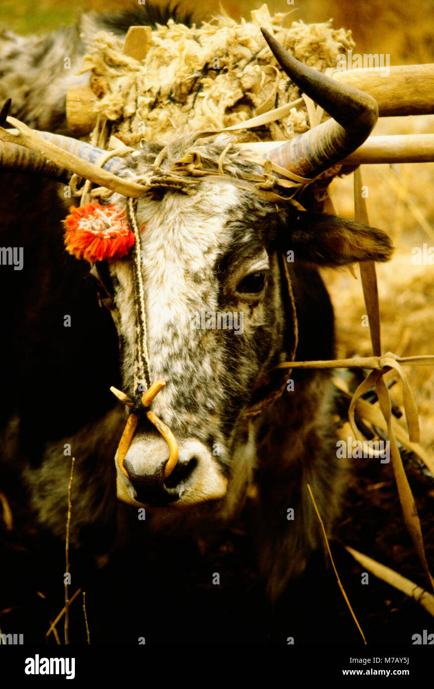 Close-up of a yak, Lhasa, Tibet, China Stock Photo - Alamy