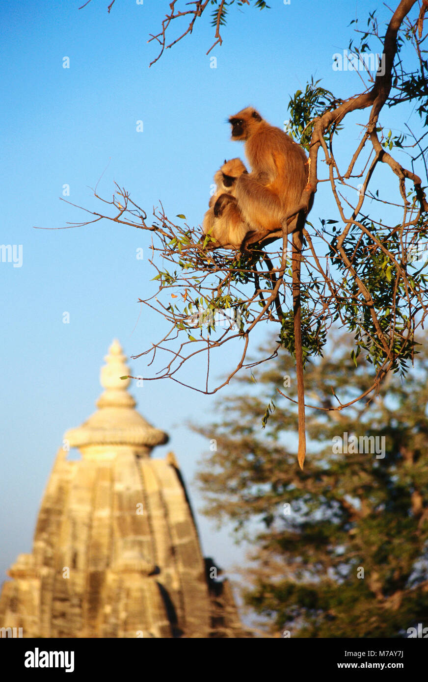 Indian monkeys sitting on tree hi-res stock photography and images - Alamy