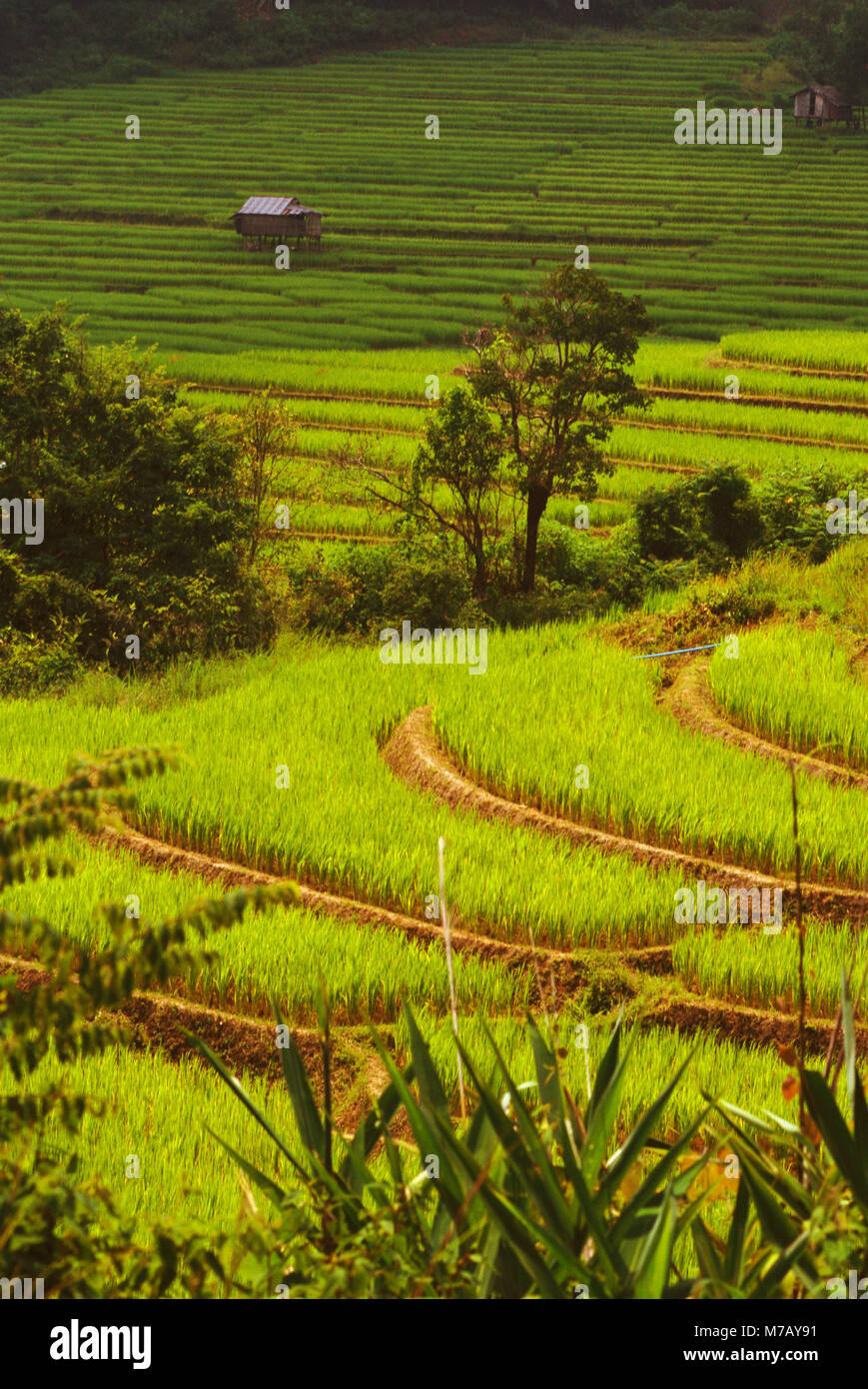 Rice crop in terraced fields, Thailand Stock Photo - Alamy