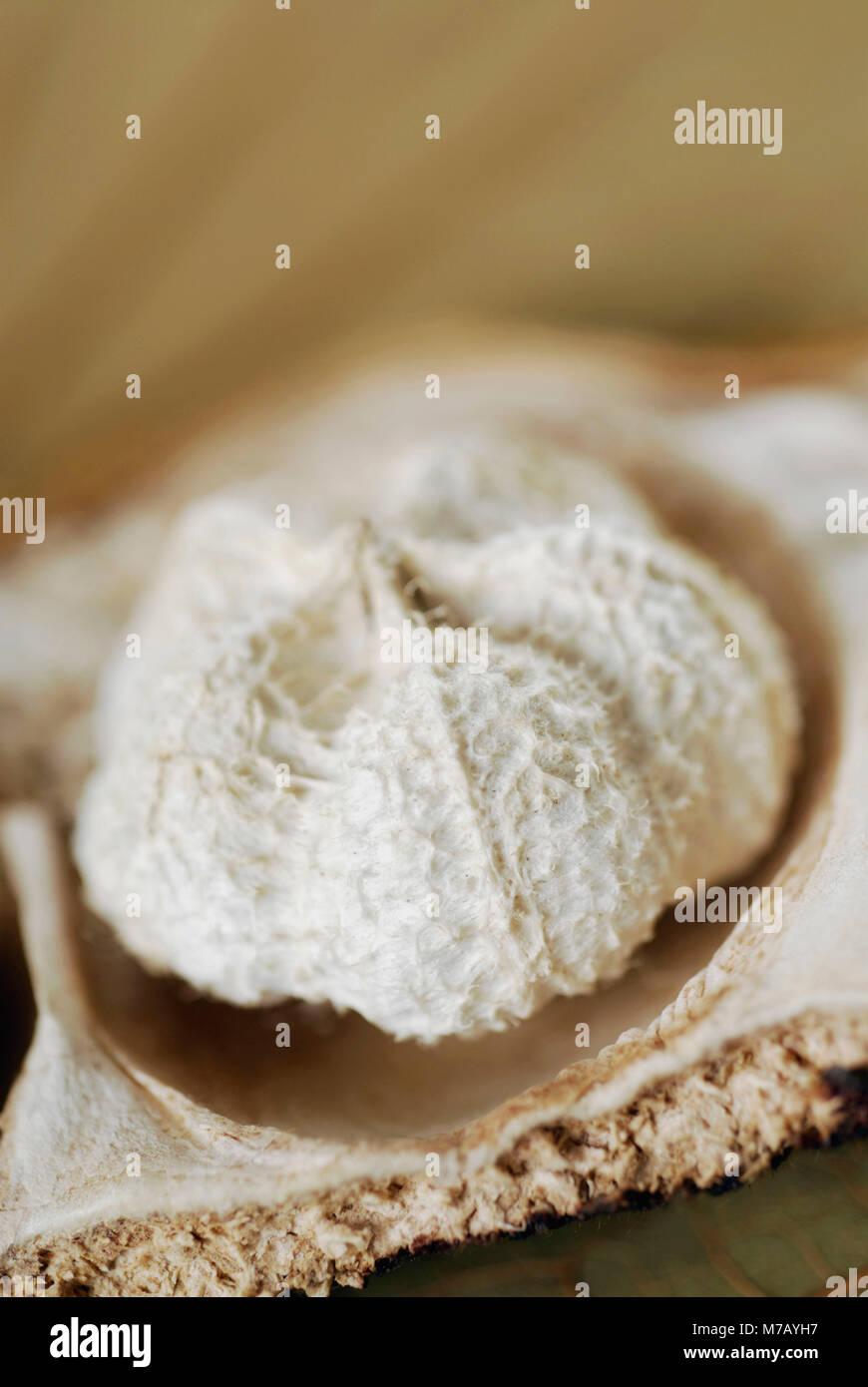 Close-up of a seed pod Stock Photo - Alamy