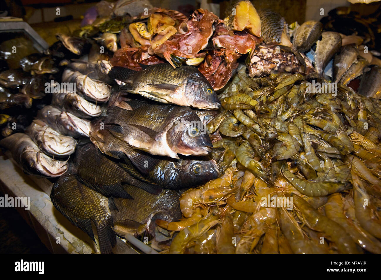 Close-up of fish and lobsters in a fish market, Xochimilco, Mexico ...