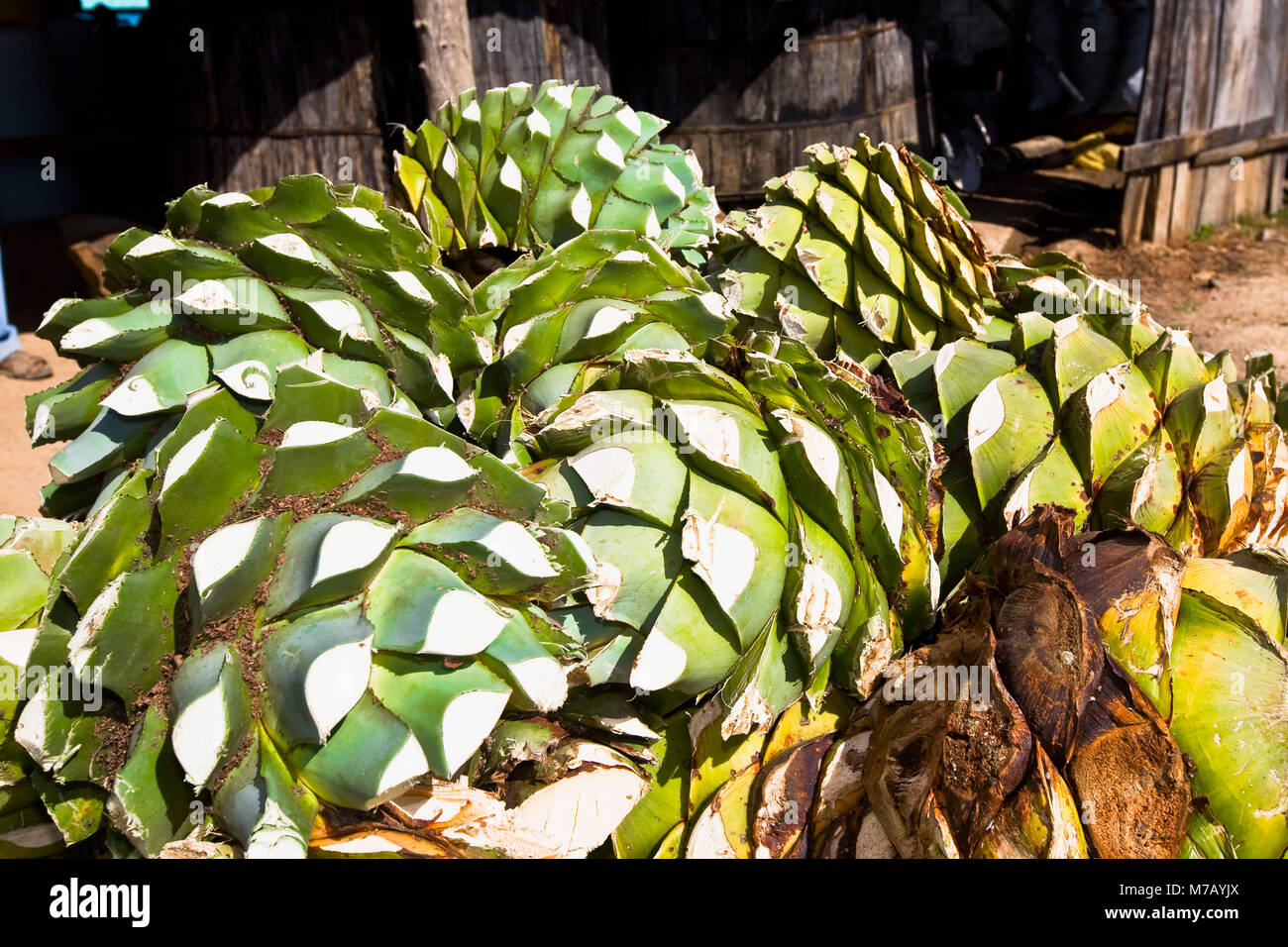 Mexico oaxaca state cactus hi-res stock photography and images - Alamy