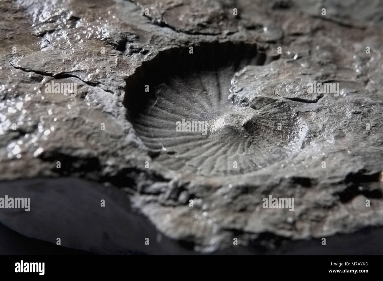 Close-up of the fossil of a shell Stock Photo - Alamy