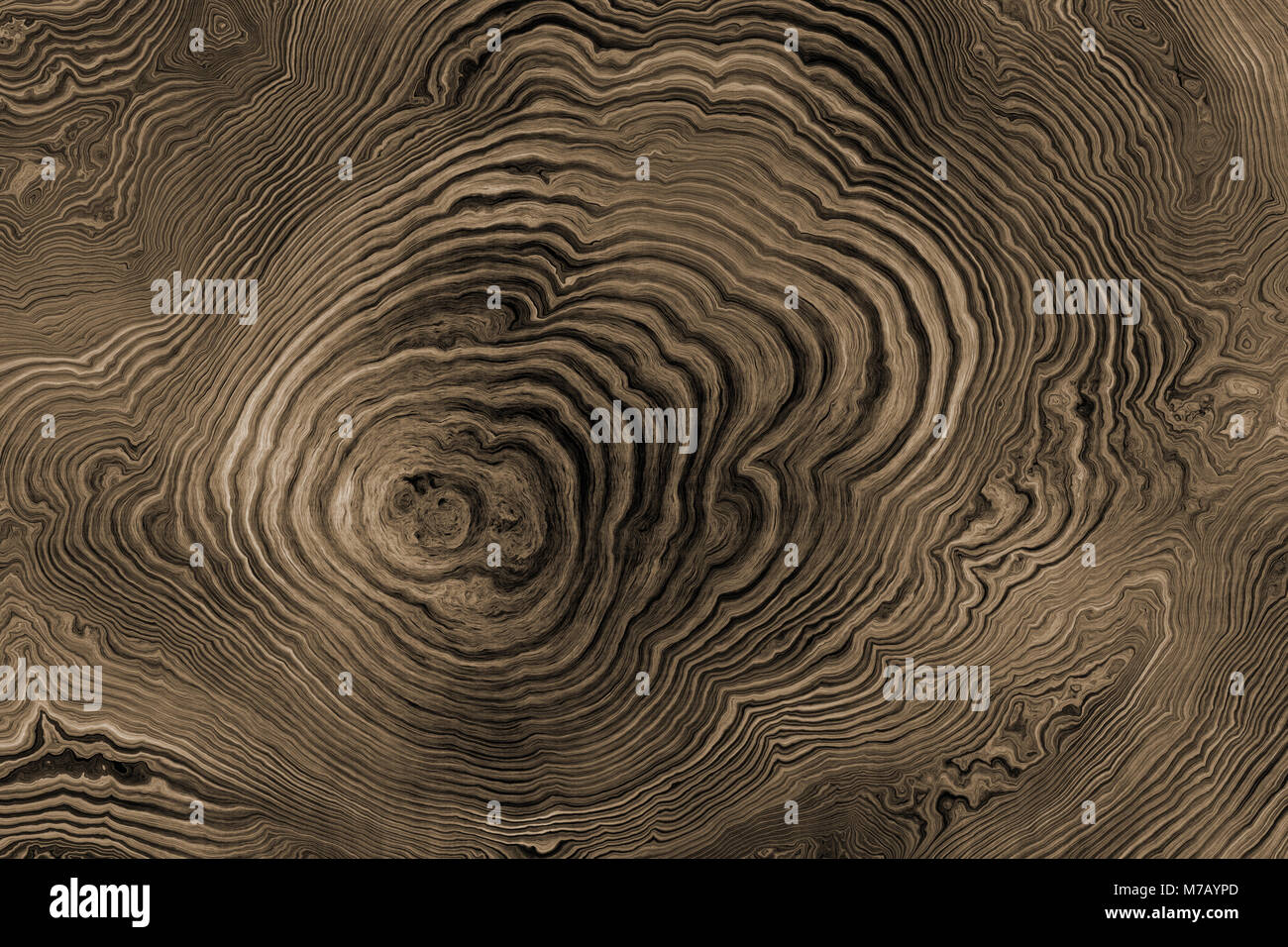 Texture of roots of tree with wavy lines and age rings. Abstract ...