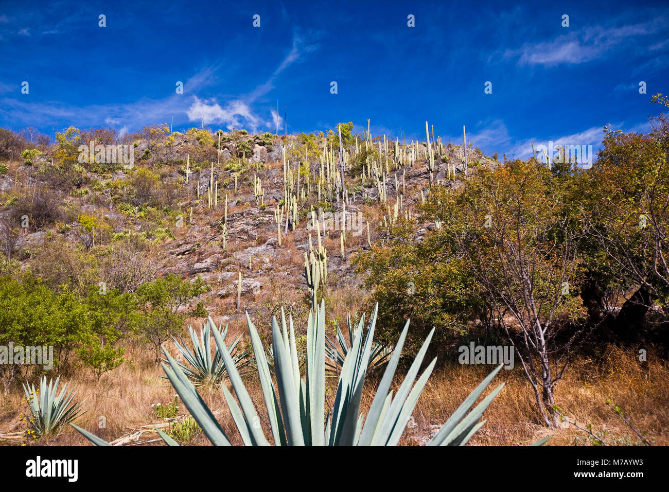 Oaxaca mexico cactus agave plants hi-res stock photography and images ...