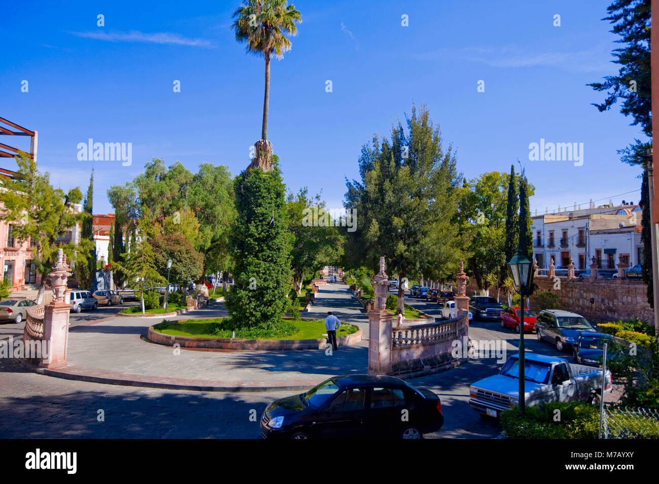Trees in a park, Zacatecas, Mexico Stock Photo - Alamy