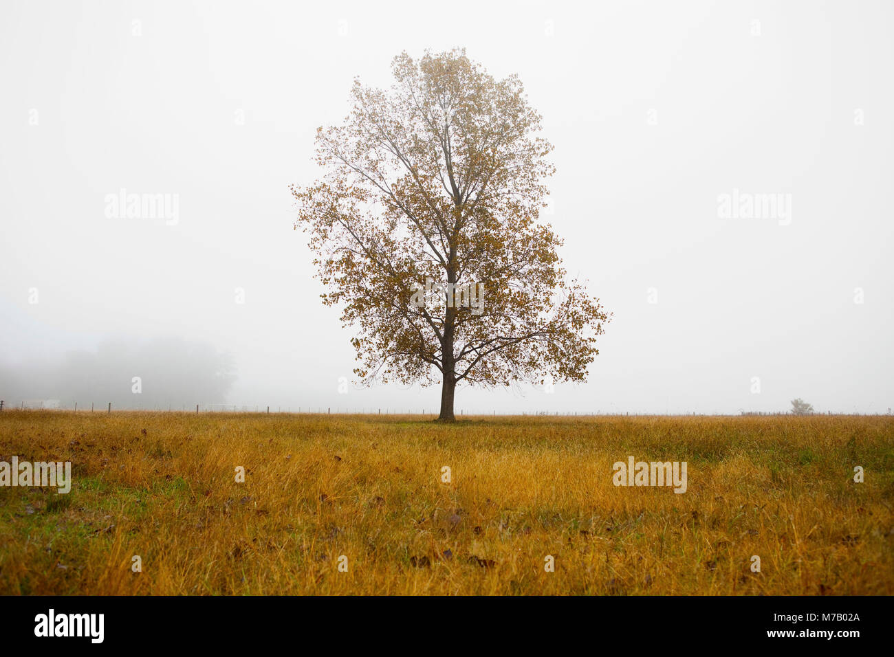 Trees in a field Stock Photo - Alamy