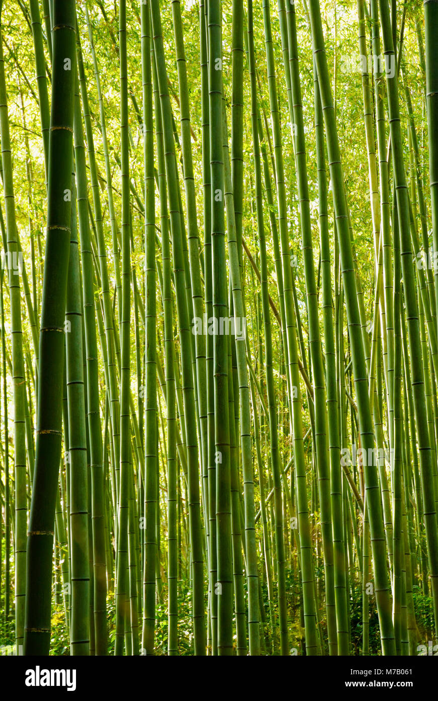 Bamboos in a forest Stock Photo - Alamy