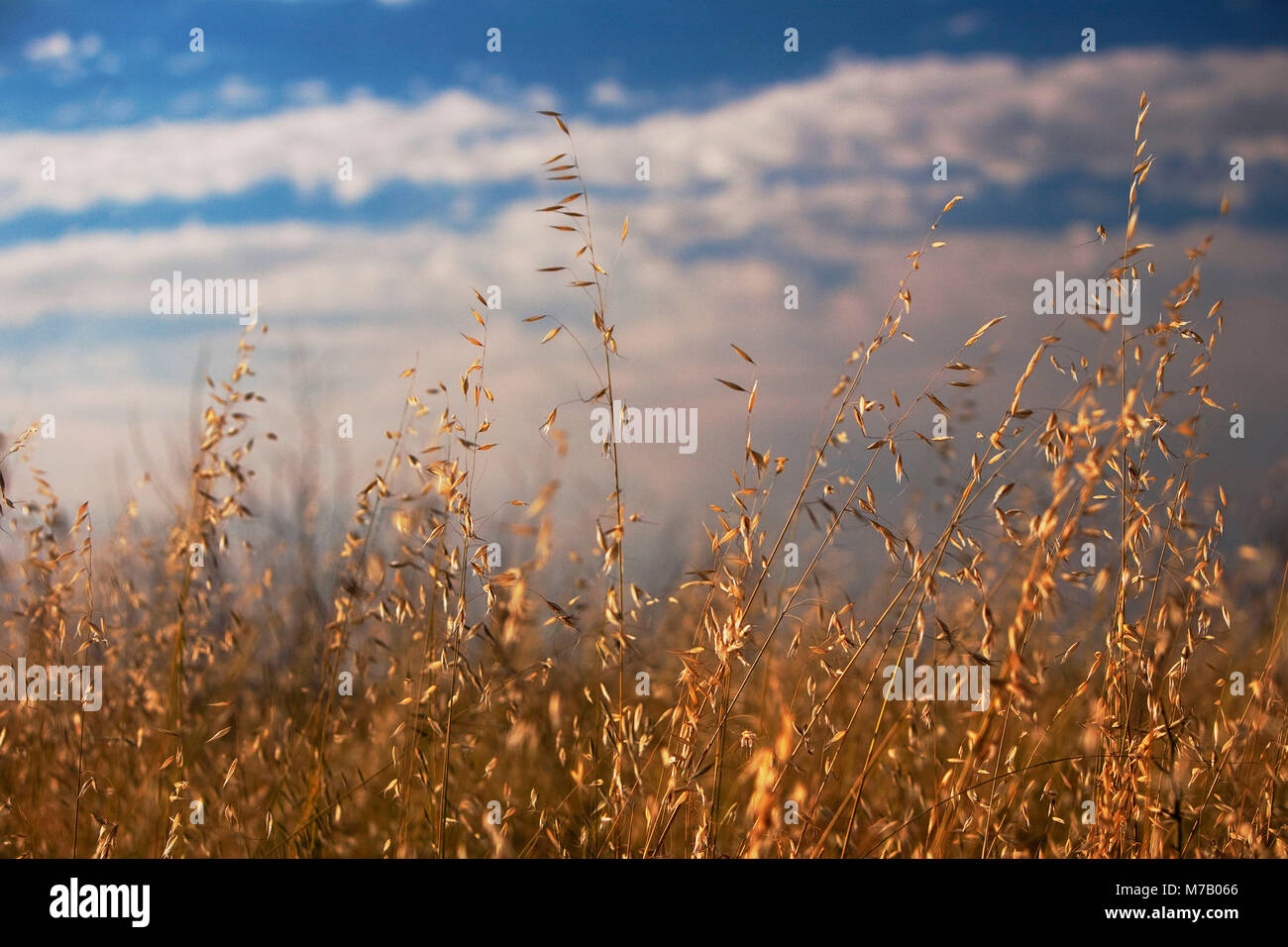 Reeds on the beach, Miami Beach, Florida, USA Stock Photo - Alamy